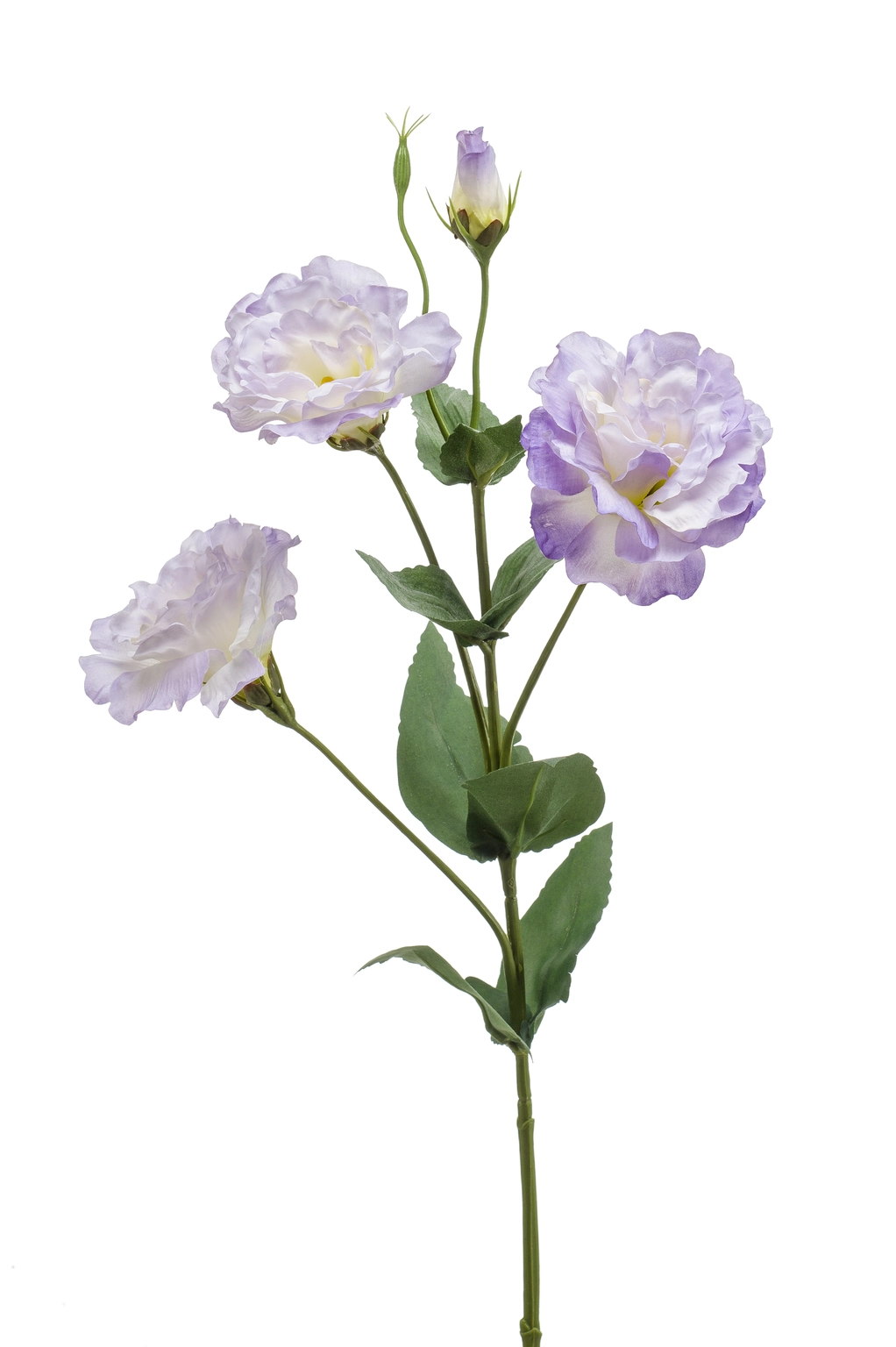 Eustoma spray lavender 68cm - TuinWereld